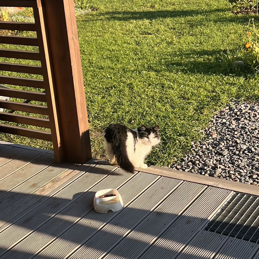 Котик в добрые руки бесплатно