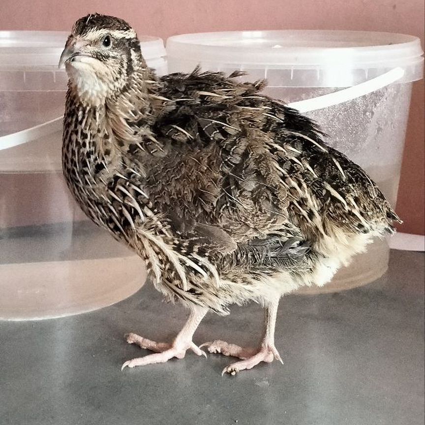 Перепела продажа