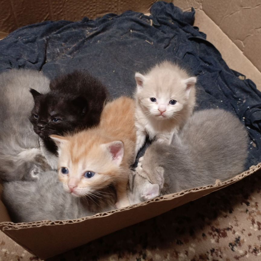 Котята в добрые руки