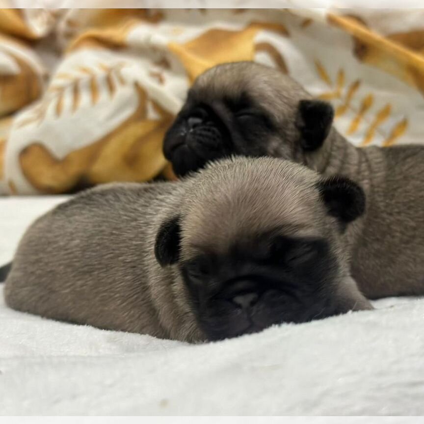 Мопс, щенок