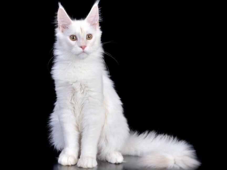 Мейн кун Мальчик ds 11 (12) шейдед в брид