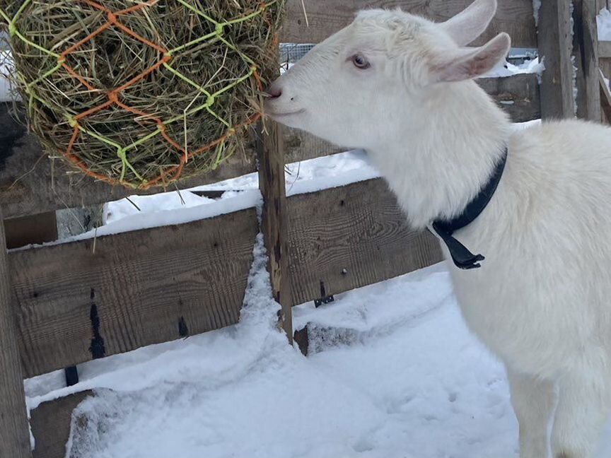 Рептух, медленная кормушка для коз, птицы