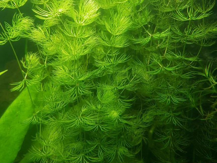 Трава для аквариума