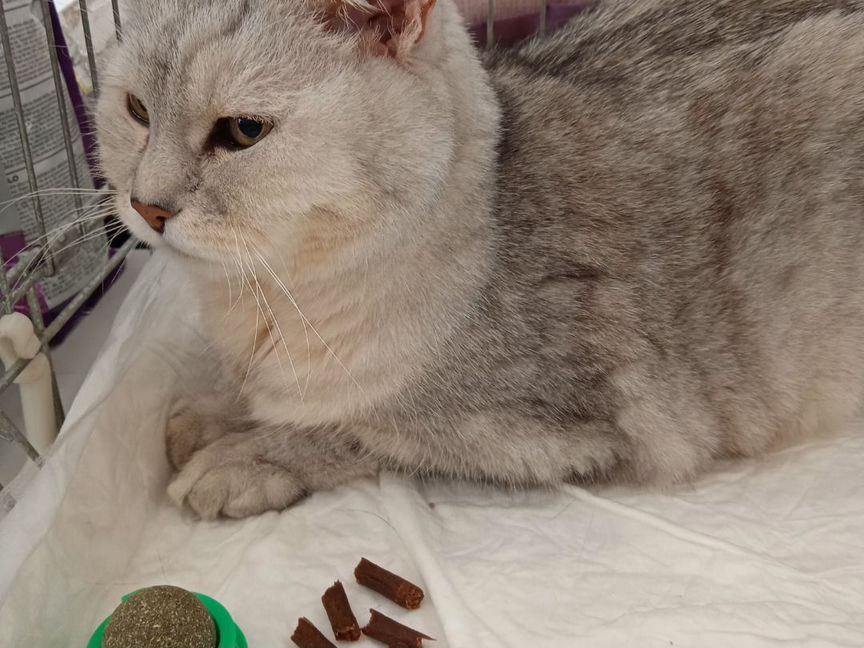Котик в добрые руки