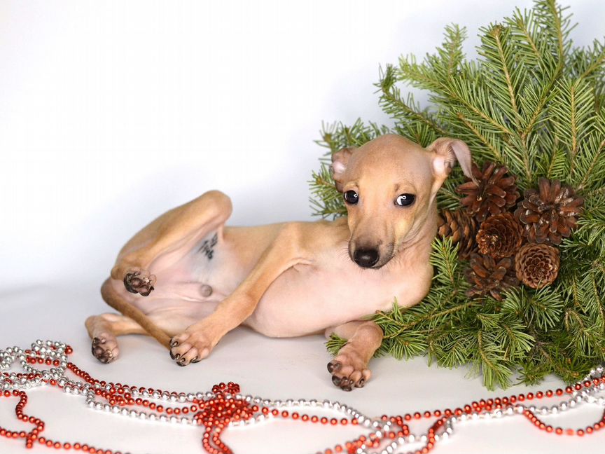 Мальчик левретки