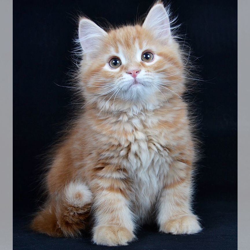 Сибирский котёнок