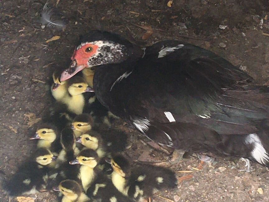 Продаются суточные индоутята с уткой