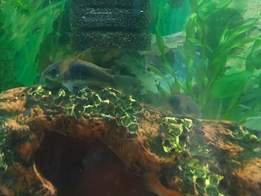 Сомик мальки Коридорасы