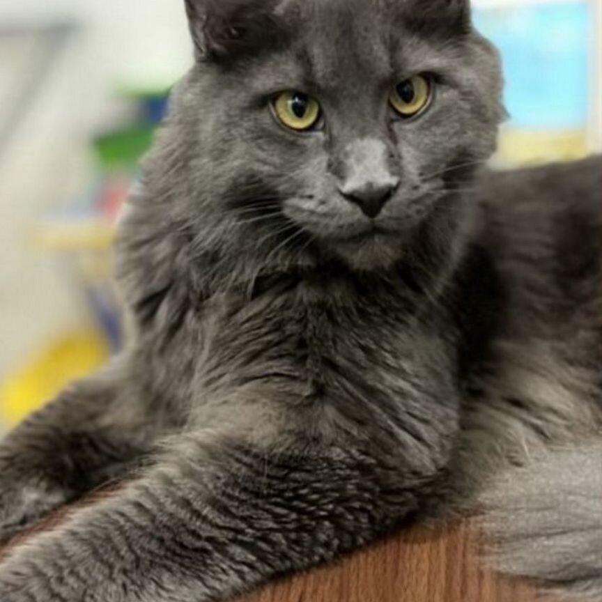 Мейн-кун кошка в добрые руки