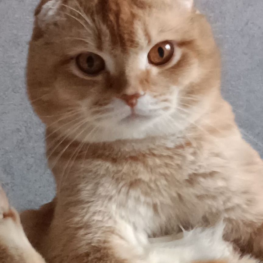Шотландский вислоухий кот бесплатно