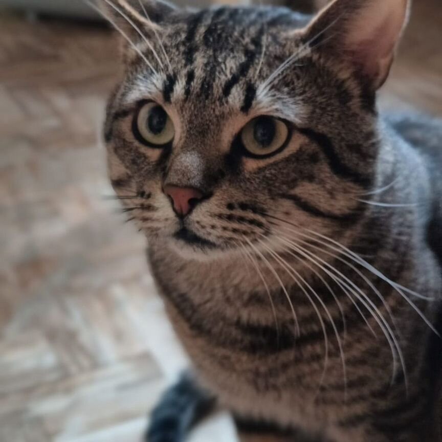 Шикарный котик Тёмка