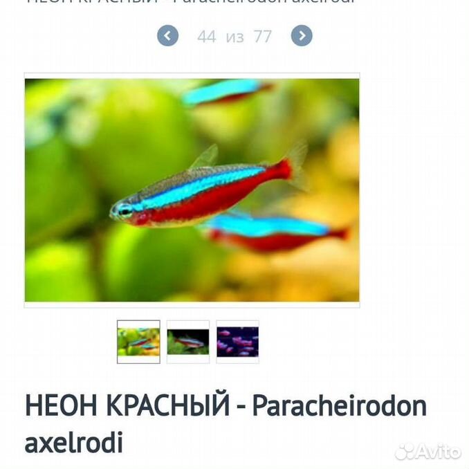 Неон красный Аквариумные рыбки много