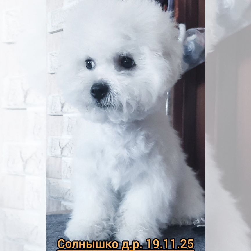 Бишон фризе, щенок