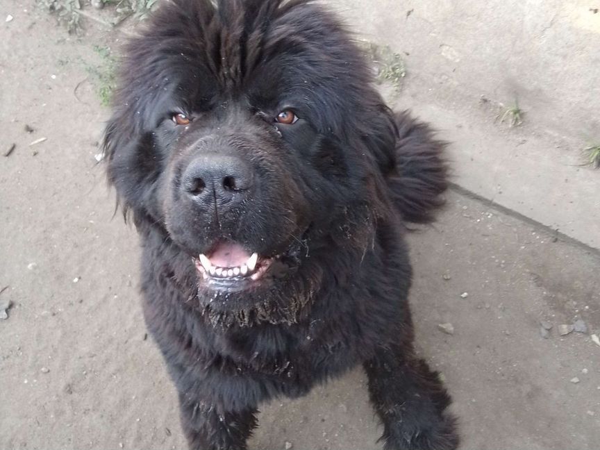 Вязка Ньюфаундленда