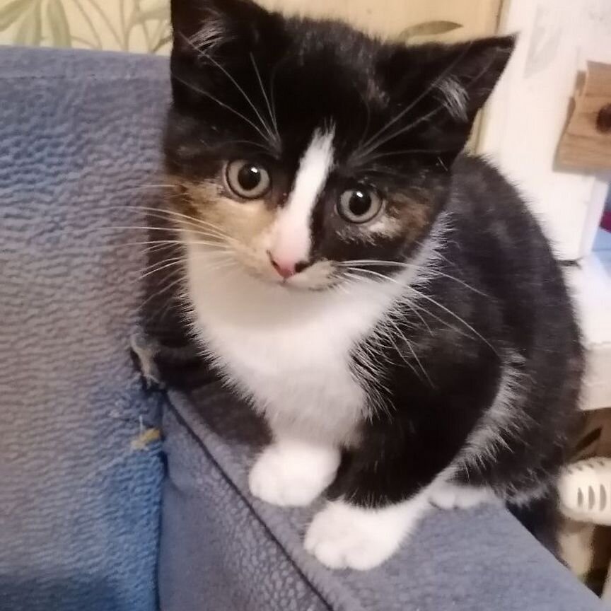 Простые котята