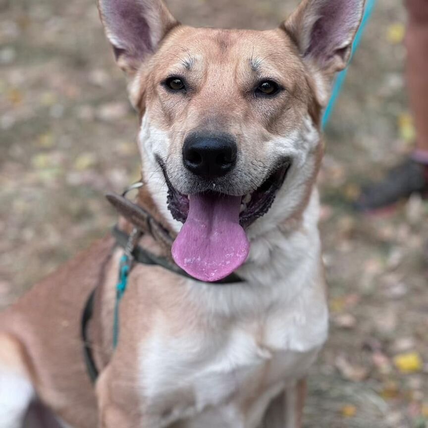 Рыжий статный Шнапс