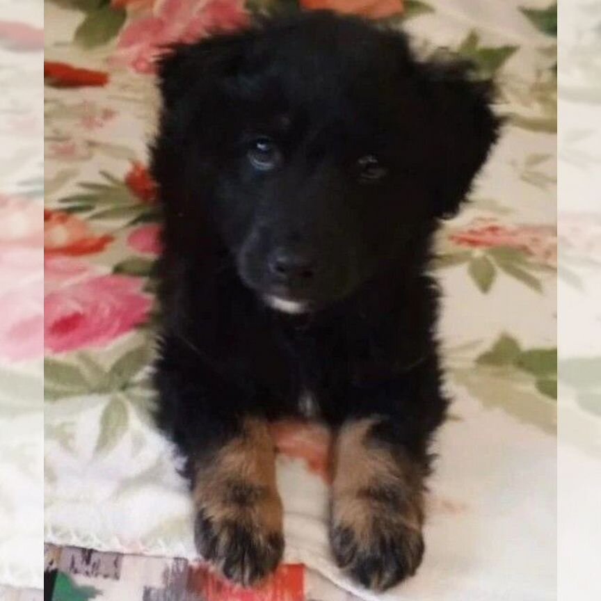 Щенок в добрые руки