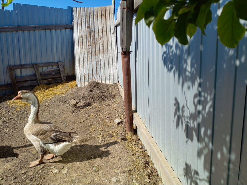 Продаю: гусь холмогорский