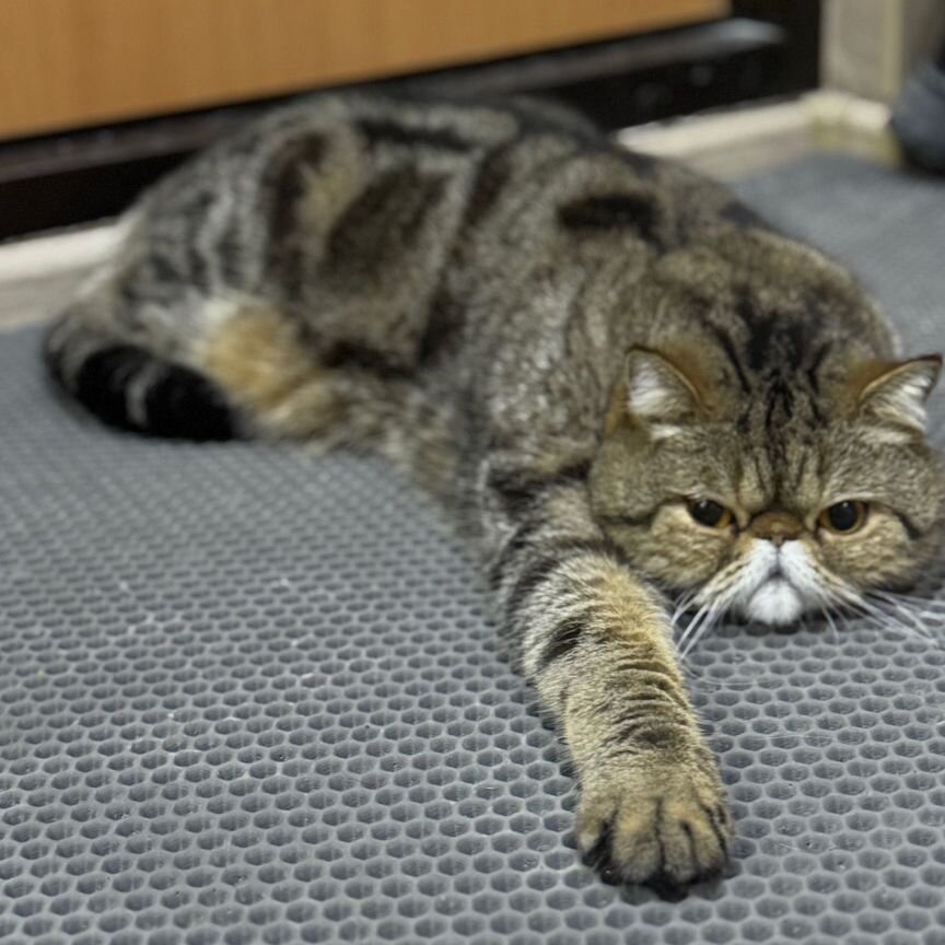 Экзотический кот