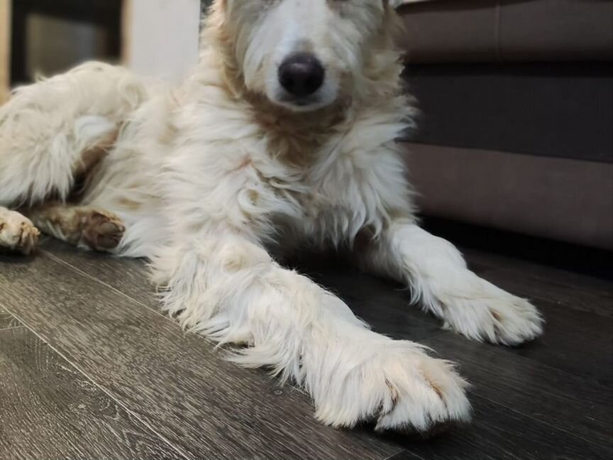 Отдам в добрые руки