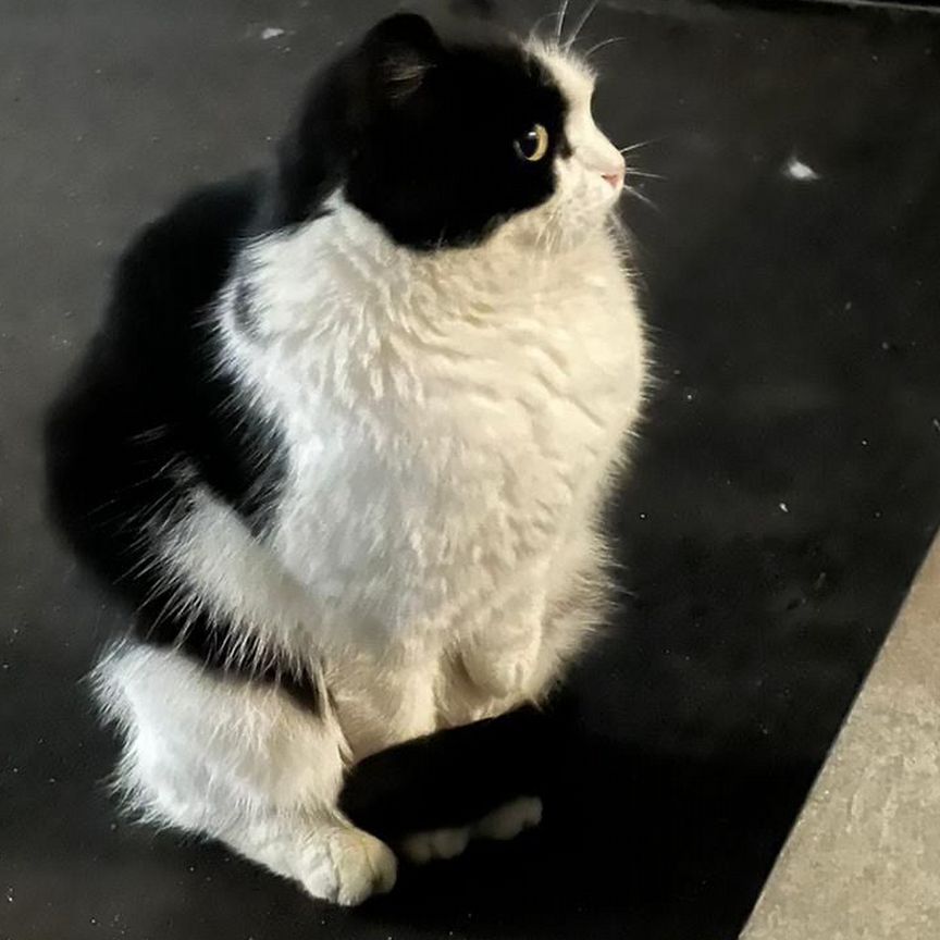 Кошечка в добрые руки