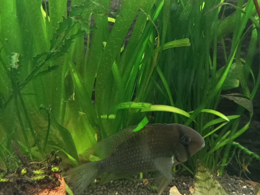 Гвианакара