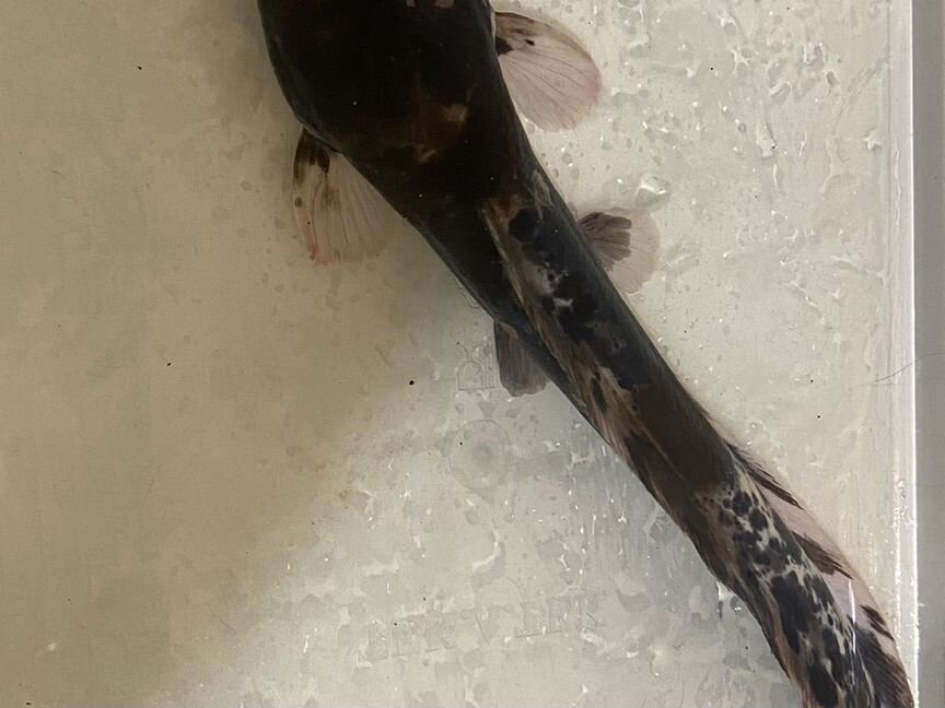 Мешкожаберный сом