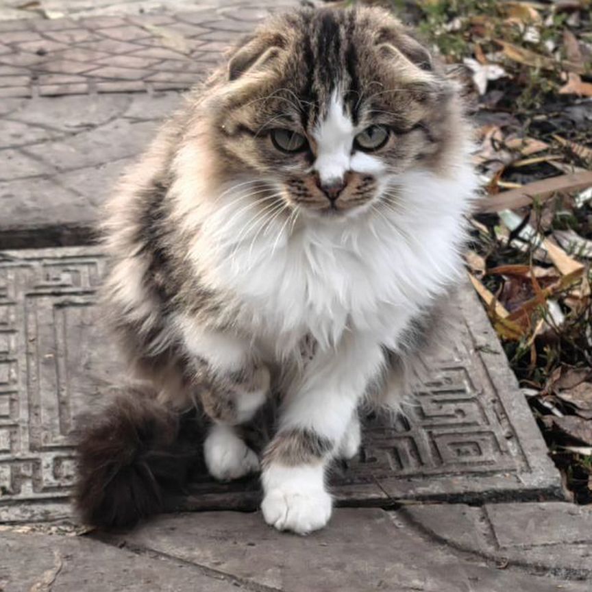 Шотландский вислоухий длинношёрстный котёнок