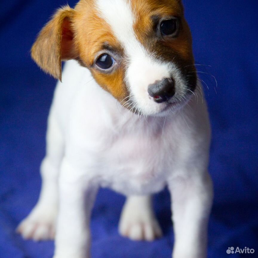 Гладкие щенки Джек Рассел терьер