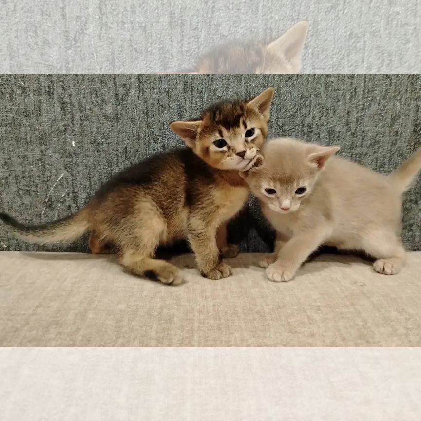 Абиссинский котёнок