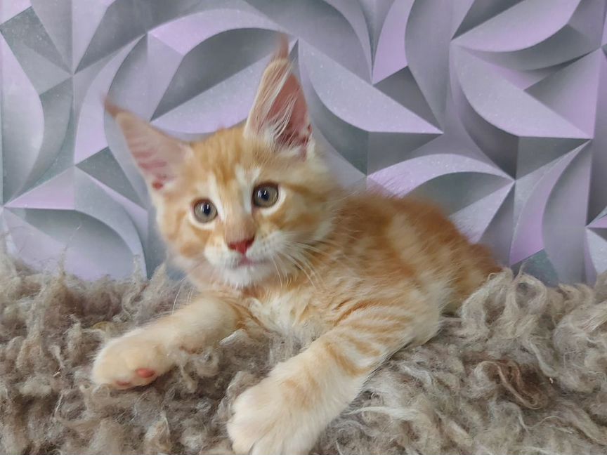 Котята мейн-кун