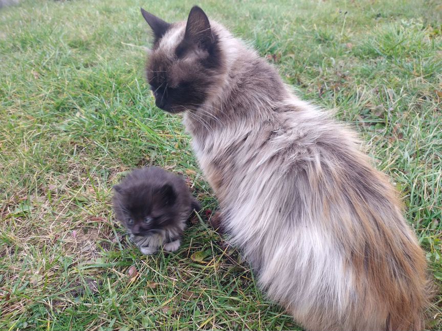 Гималайская кошка
