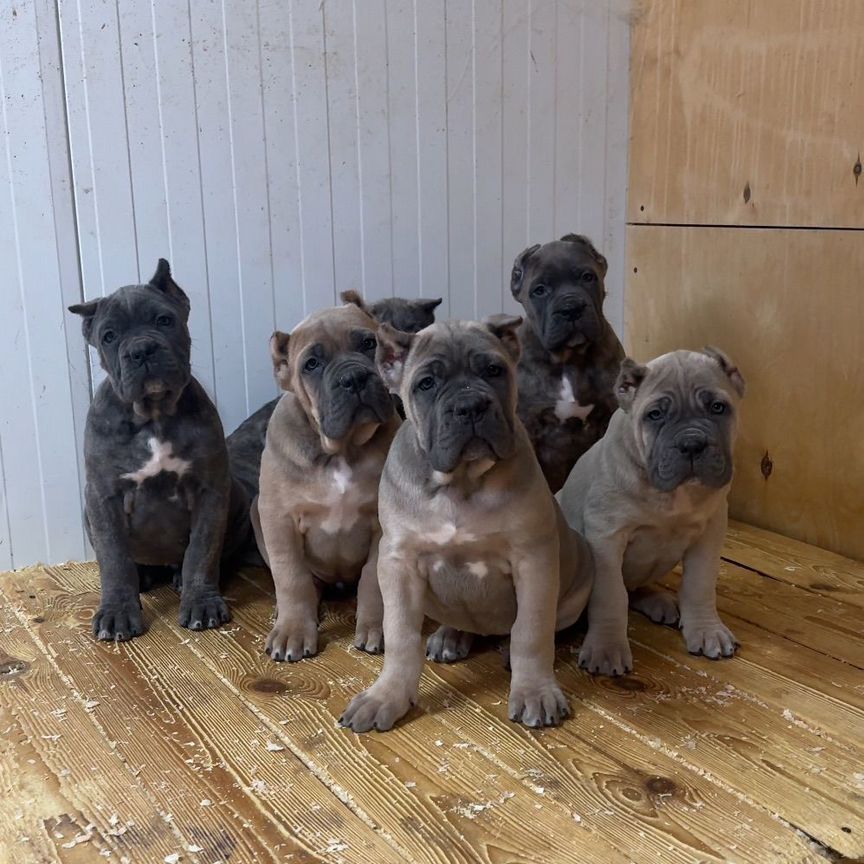 Кане корсо отличные малыши