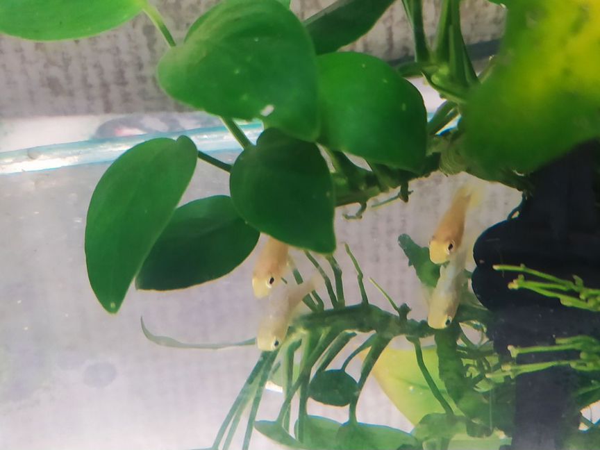 Цихлиды мальки