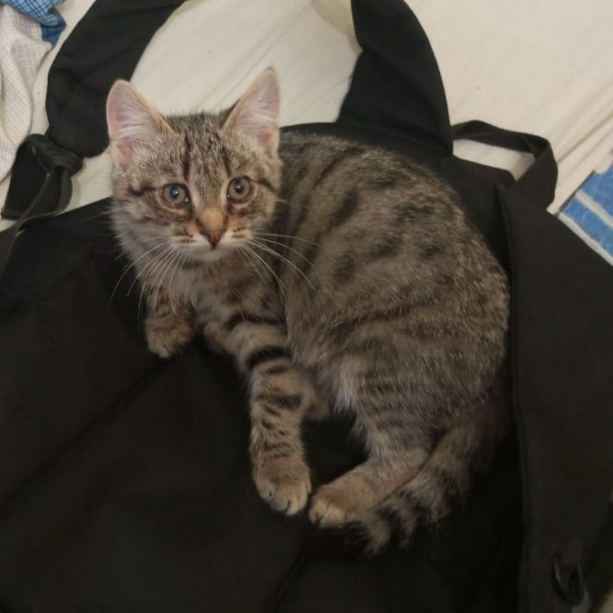 Котенок в добрые руки бесплатно, мальчик