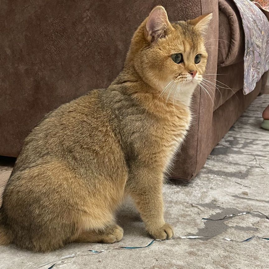 Британская золотая шиншилла вязка