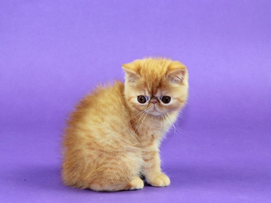 Котик экзот