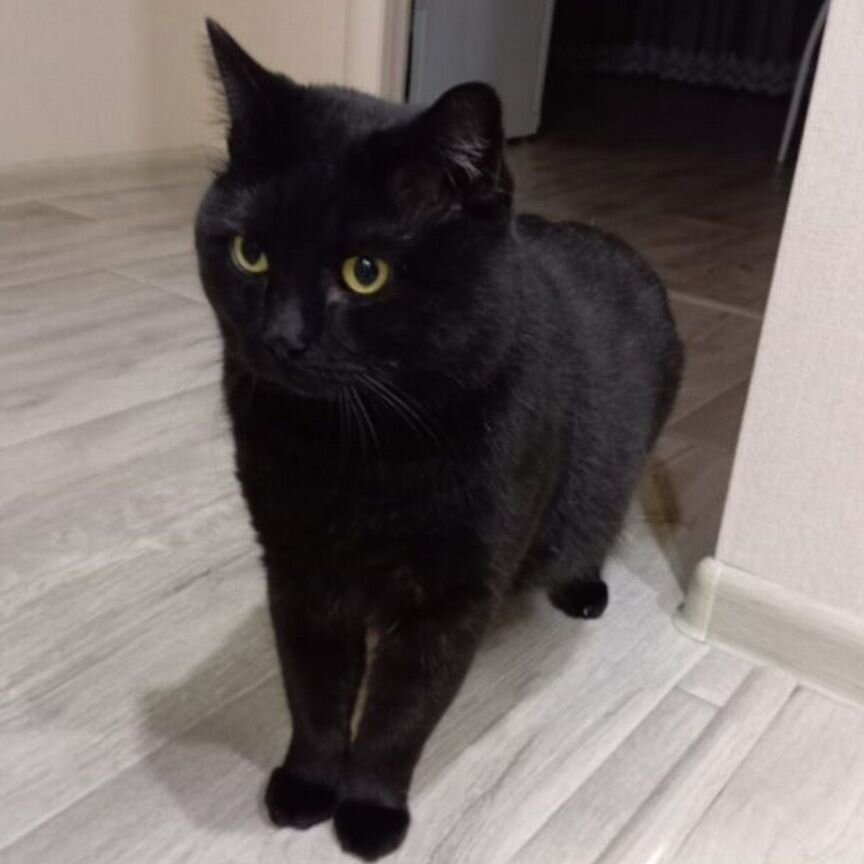 Очаровашка ищет дом