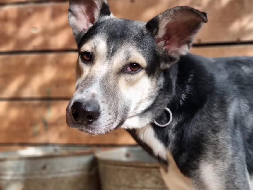 Собака в добрые руки