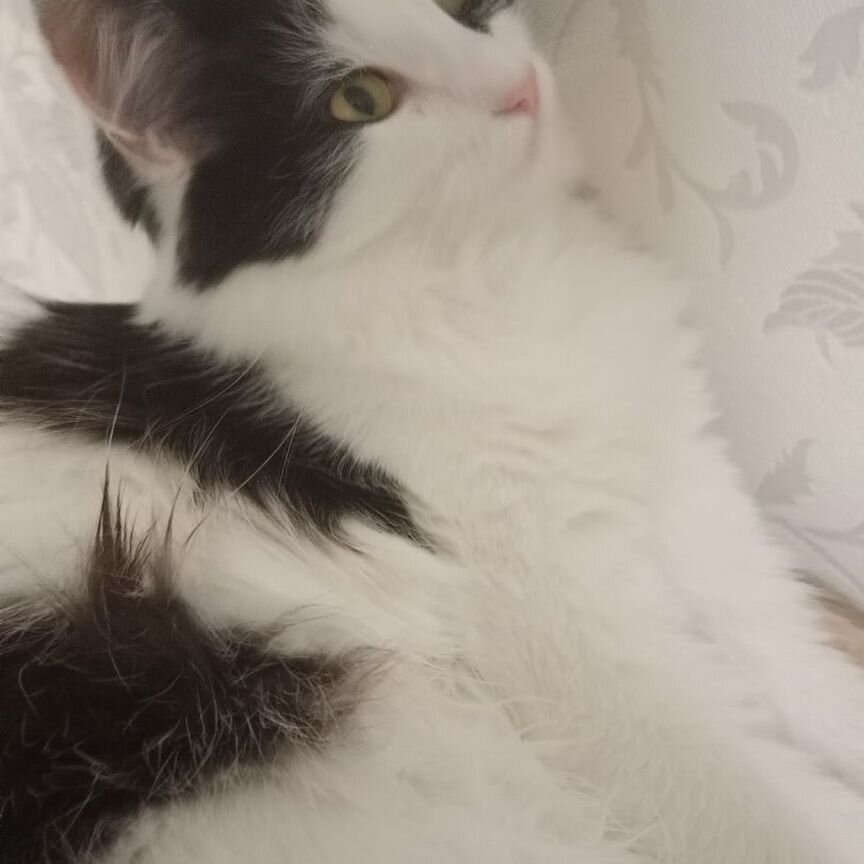 Машка кличка без породная