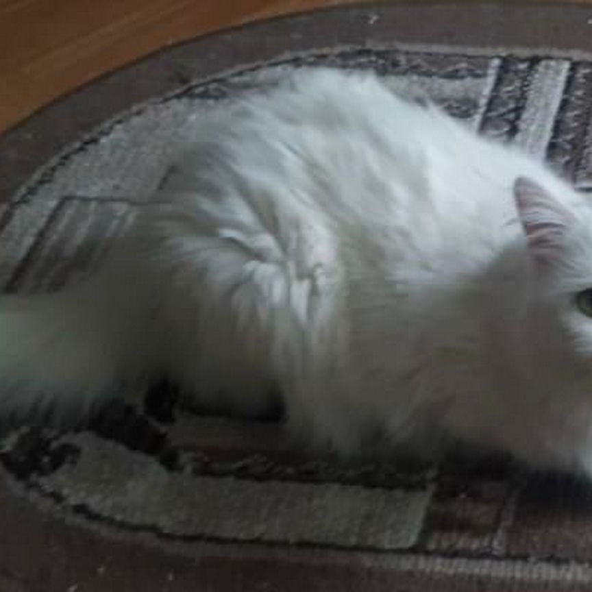 Кошечка