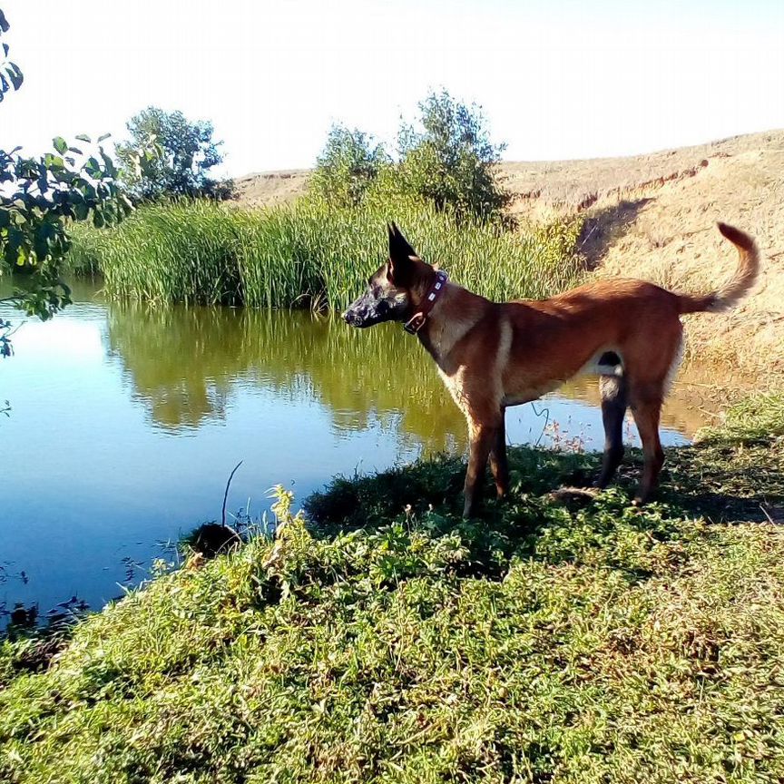 Бельгийская овчарка малинуа вязка