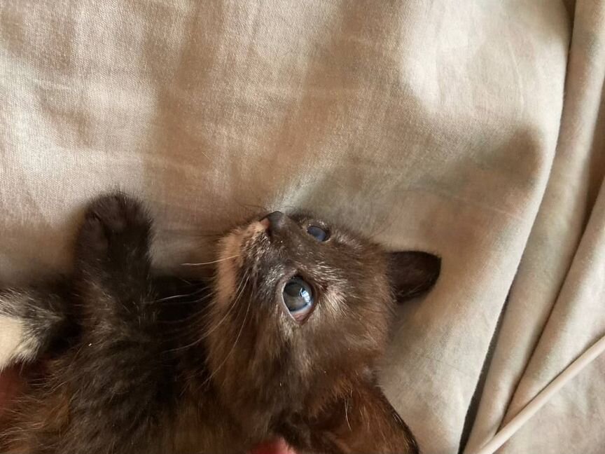 Котята в добрые руки бесплатно