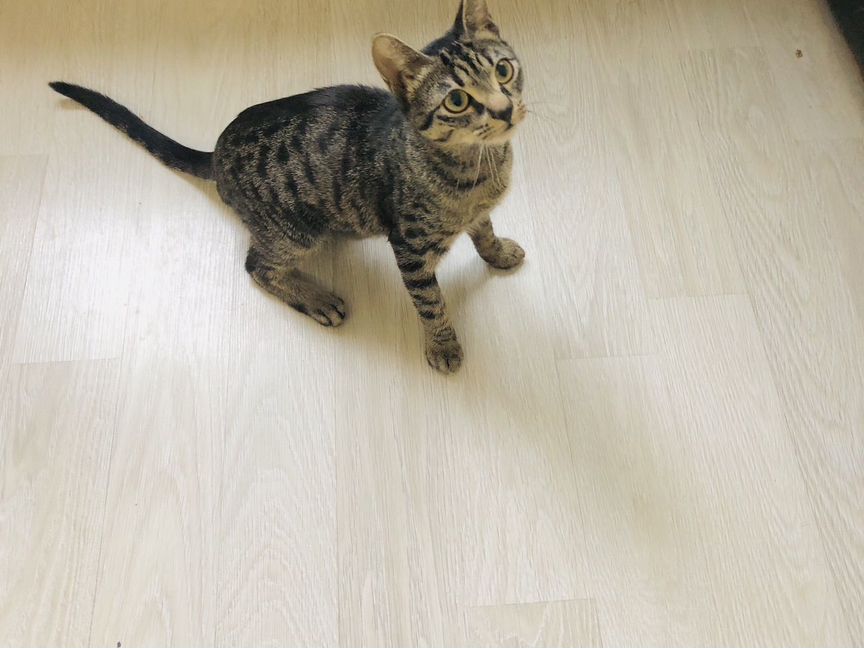 Котенок в добрые руки