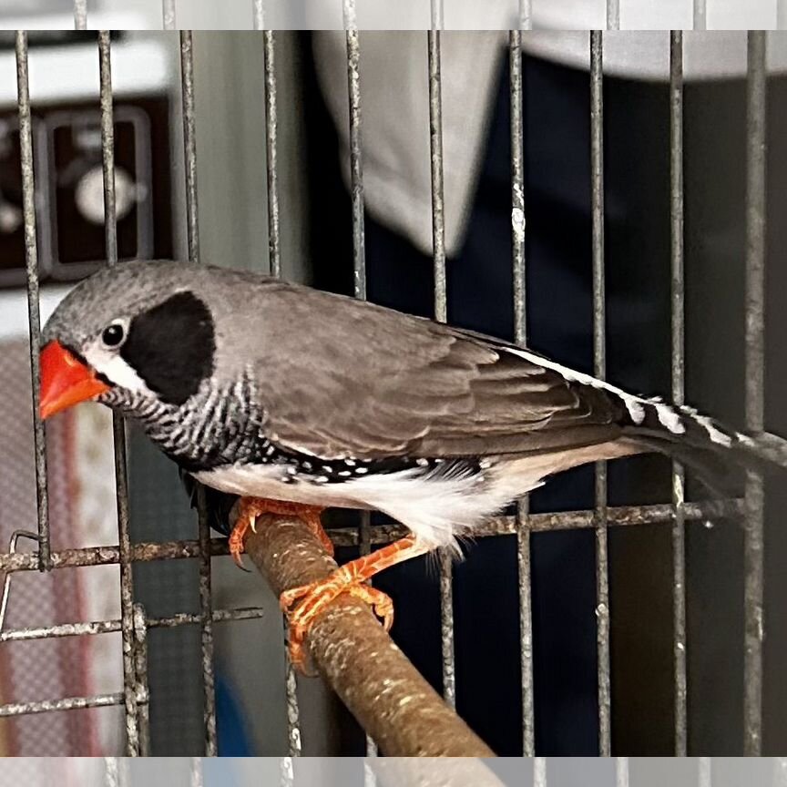 Чернощекие амадины