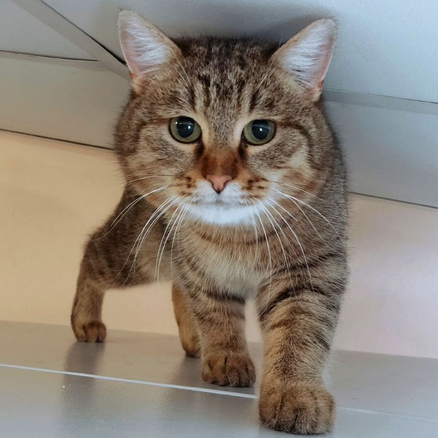 Взрослый кот в добрые руки