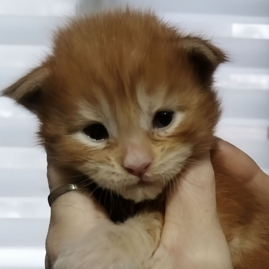 Мейн-кун котёнок