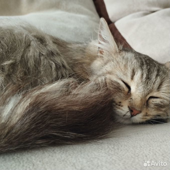 Мега-ласковая кошечка ищет дом