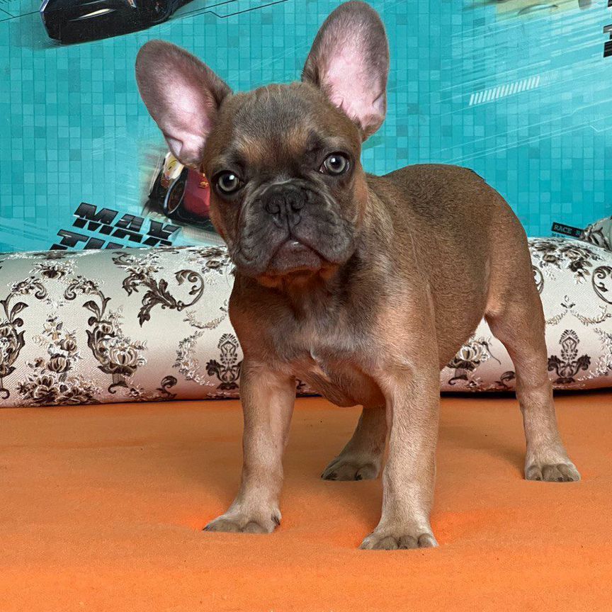 Голубой соболь мальчик щенок