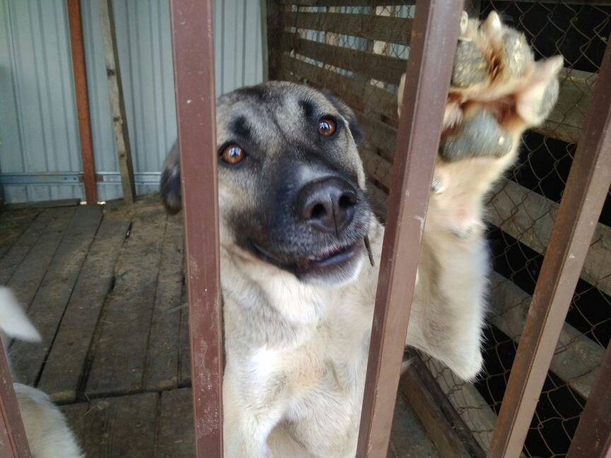 Лиза из приюта ищет дом